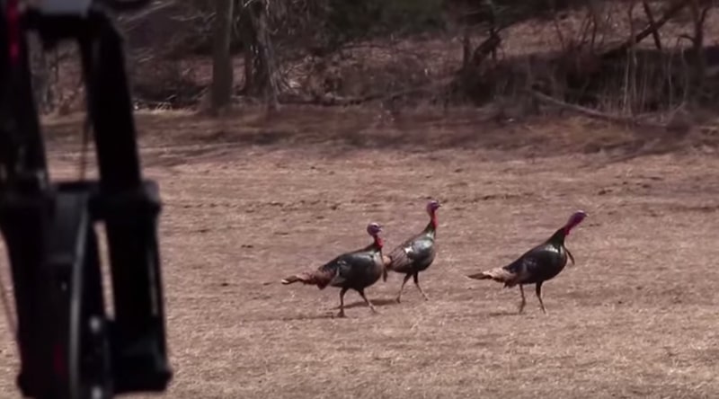 SHOT OF THE WEEK - Turkey Hunting Teamwork - HuntStand