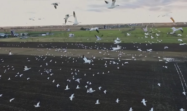 In The Vortex: Hunting Spring Snow Geese - HuntStand