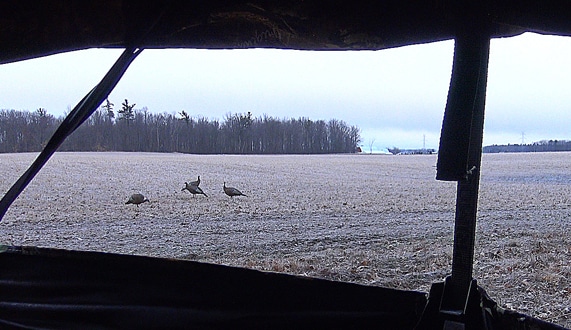 One Simple Step To Double Your Turkey Hunting Range - HuntStand