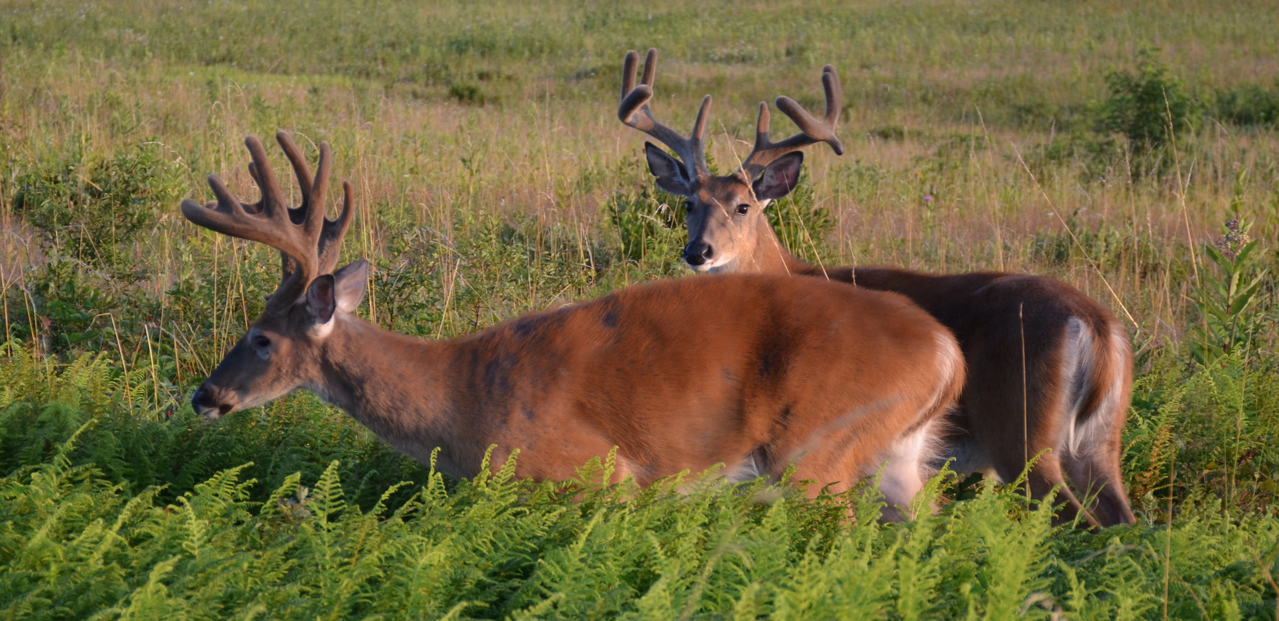 Buck Bachelor Group Biology [Murphy's Law On Whitetails] - Hunt Stand