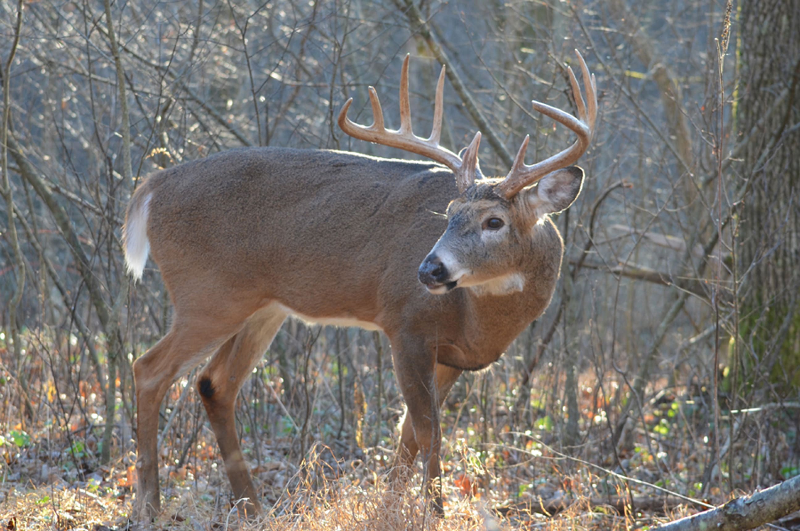The Big 3: Age, Nutrition & Genetics [Murphy's Law On Whitetails ... The Big 3: Age, Nutrition & Genetics [Murphy's Law On Whitetails ...