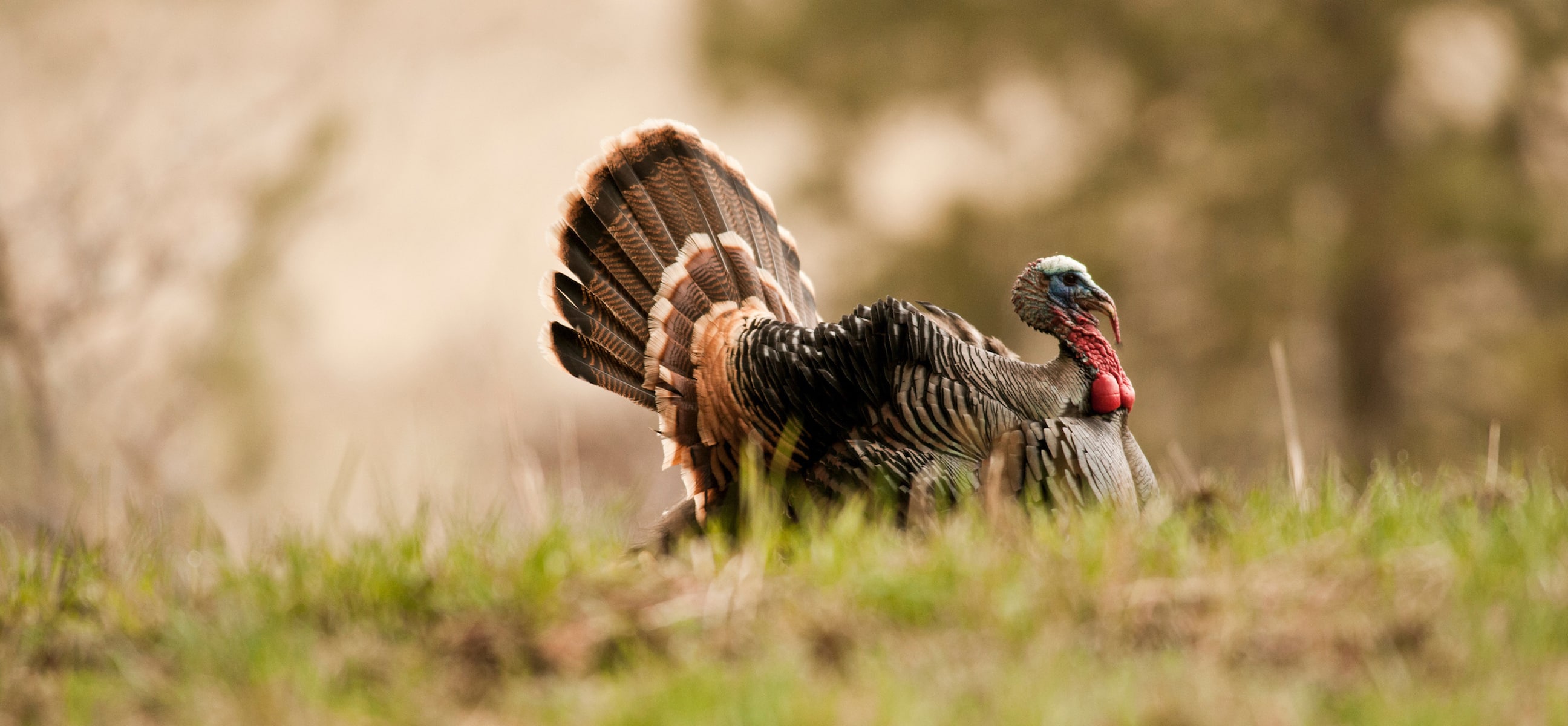 Spring Turkey Hunting